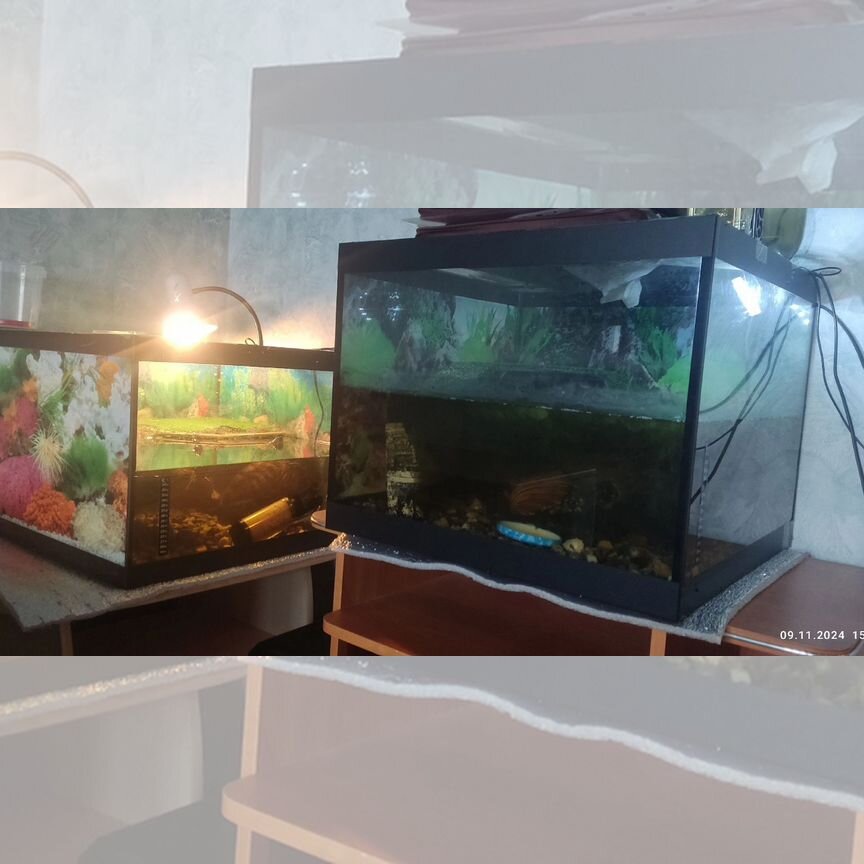 Аквариумы с черепахами и тритонами