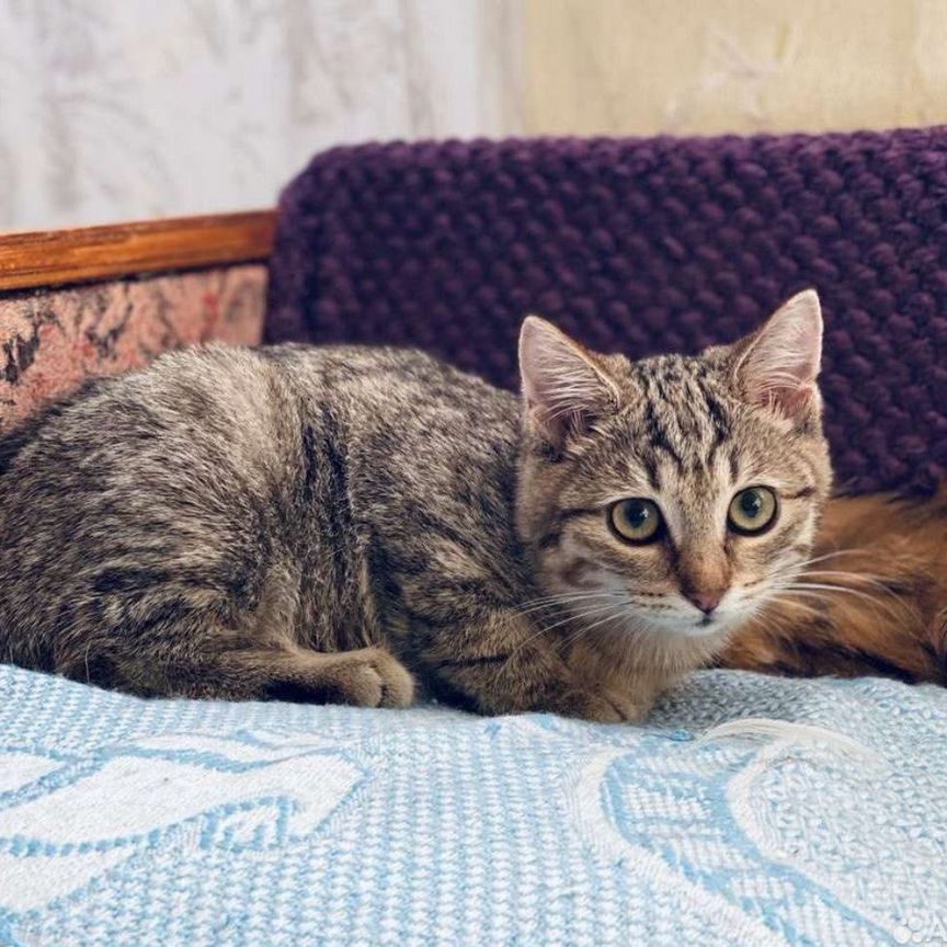 Котенок девочка бесплатно