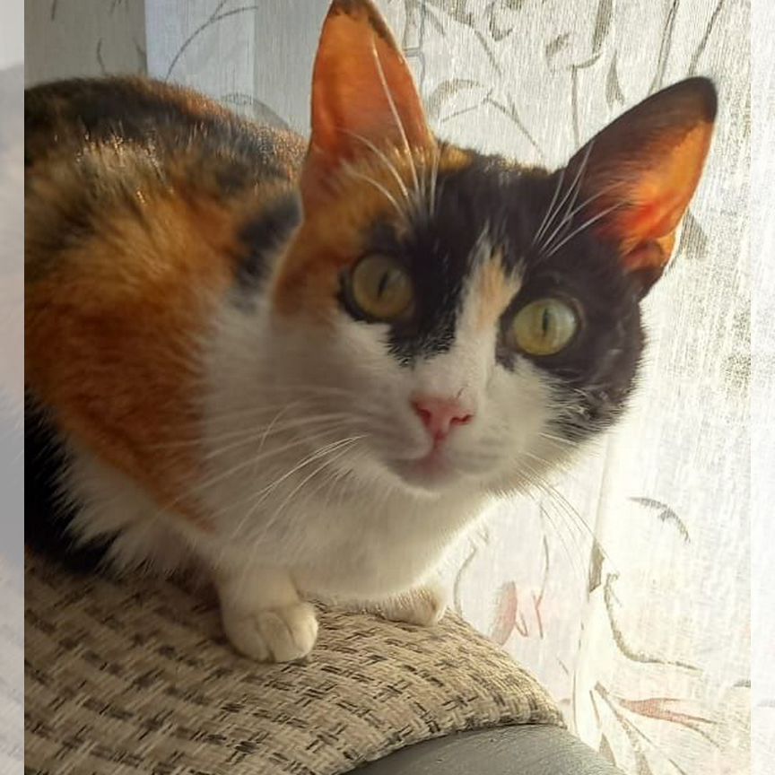 Взрослая кошка в добрые руки