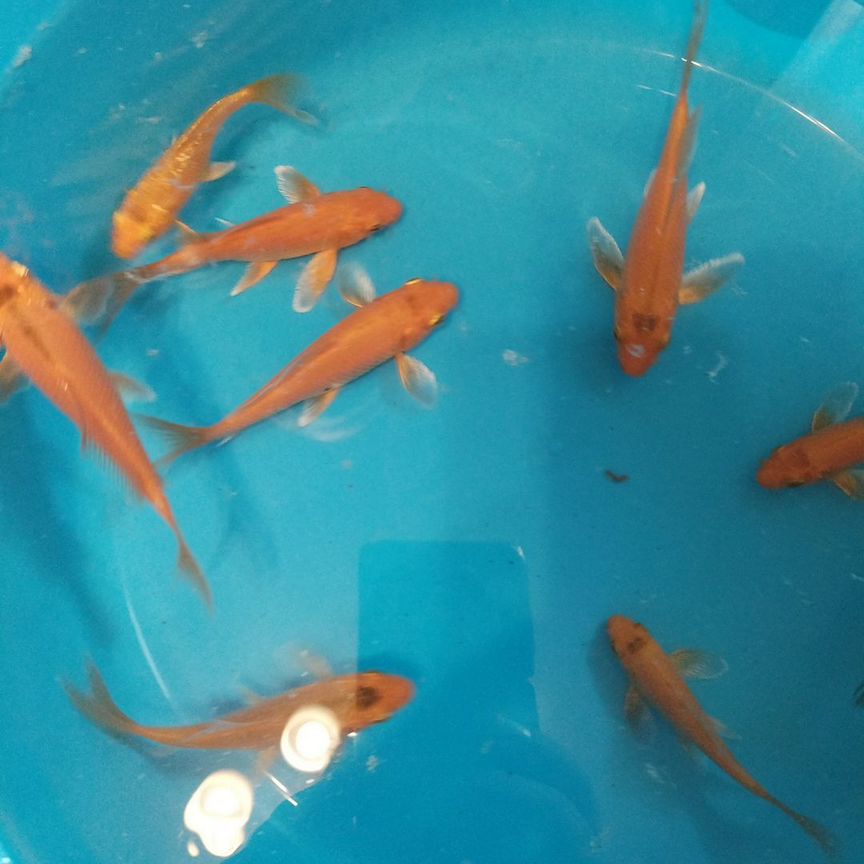 Вуальный карп кои