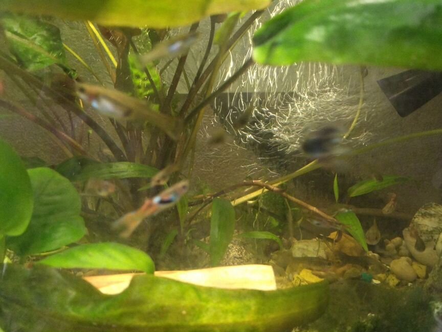 Рыбки гуппи эдлер