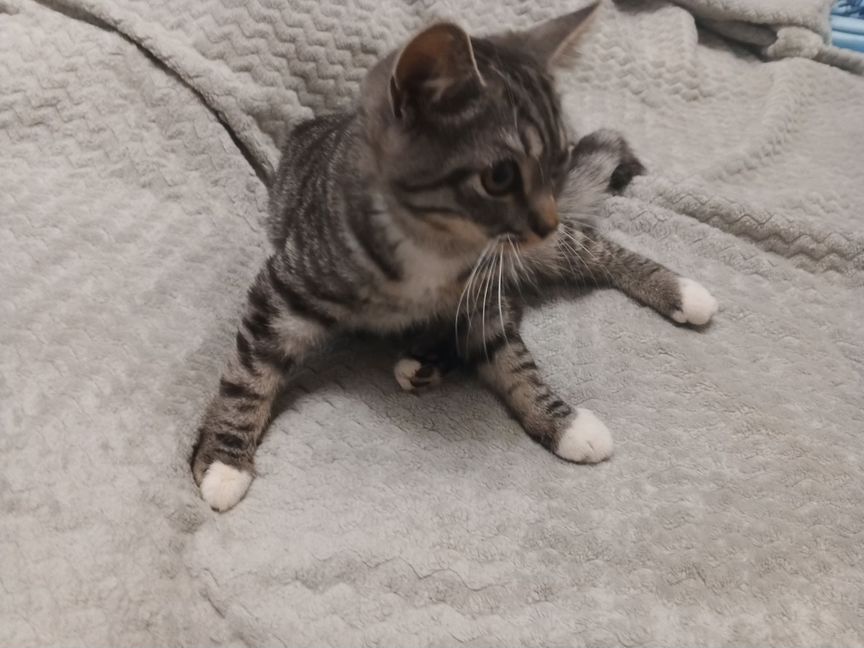 Кошка