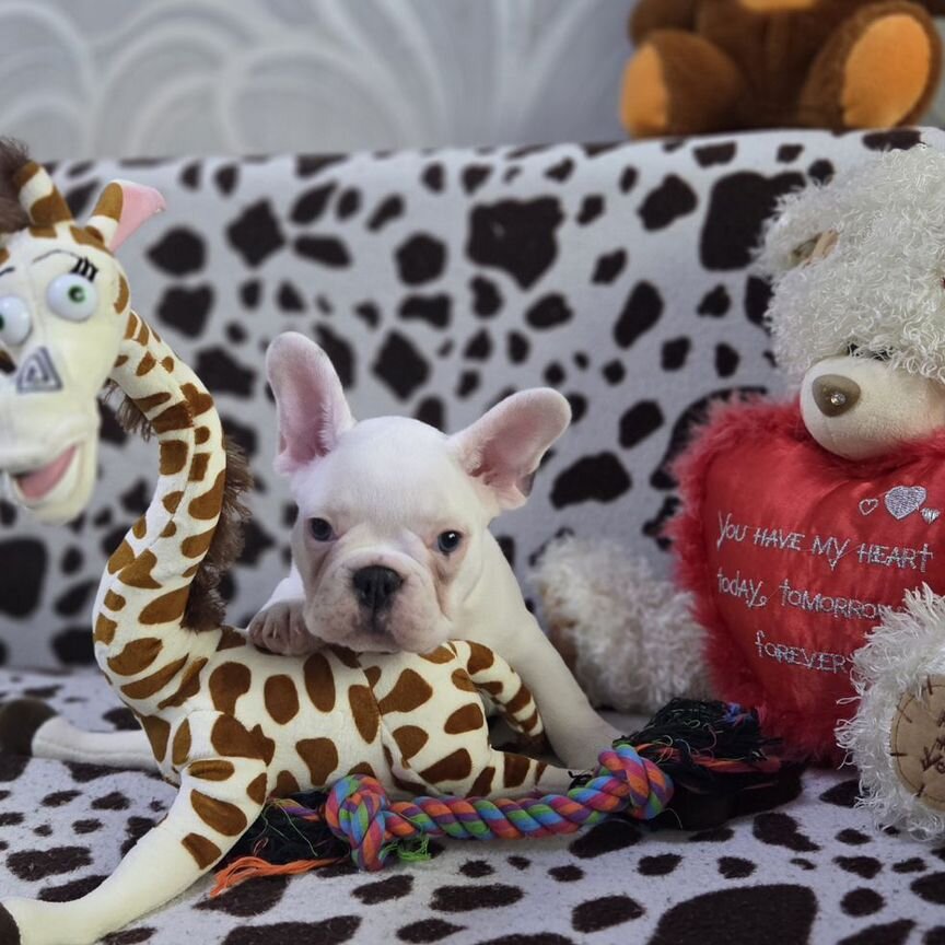 Французский бульдог, щенок