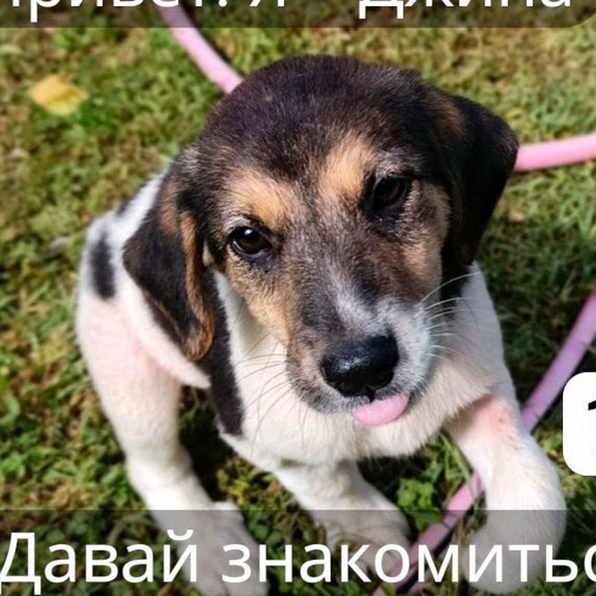 Щенок в добрые руки