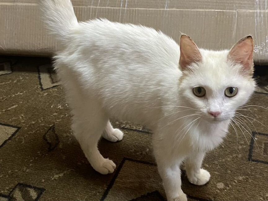 Кошка Белочка ищет новый дом