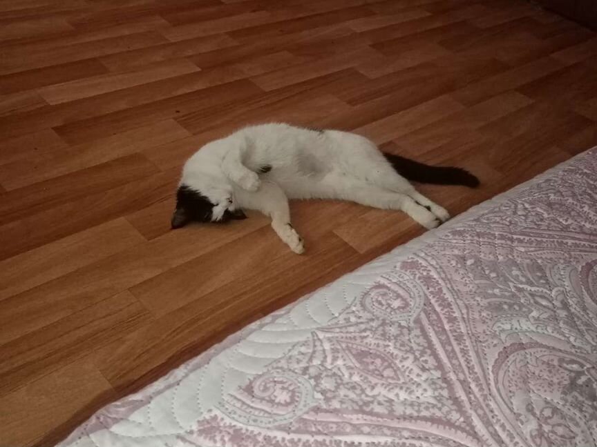 Отдам в дар в добрые руки