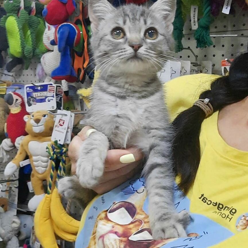 Веселые, добрые котята (1мал., 2 дев.)