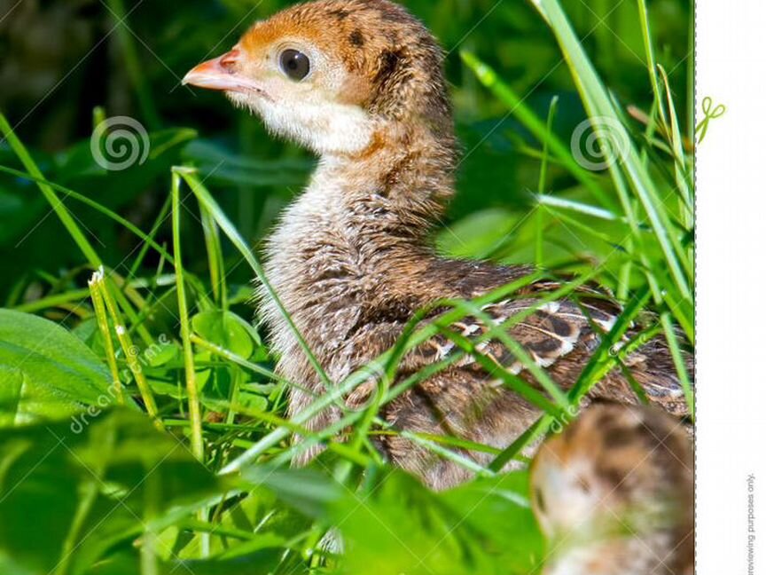 Индейка суточная в Воронеже