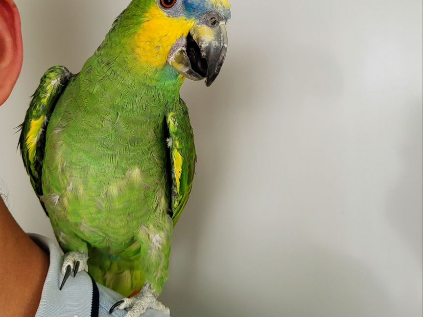 Попугай амазон самец
