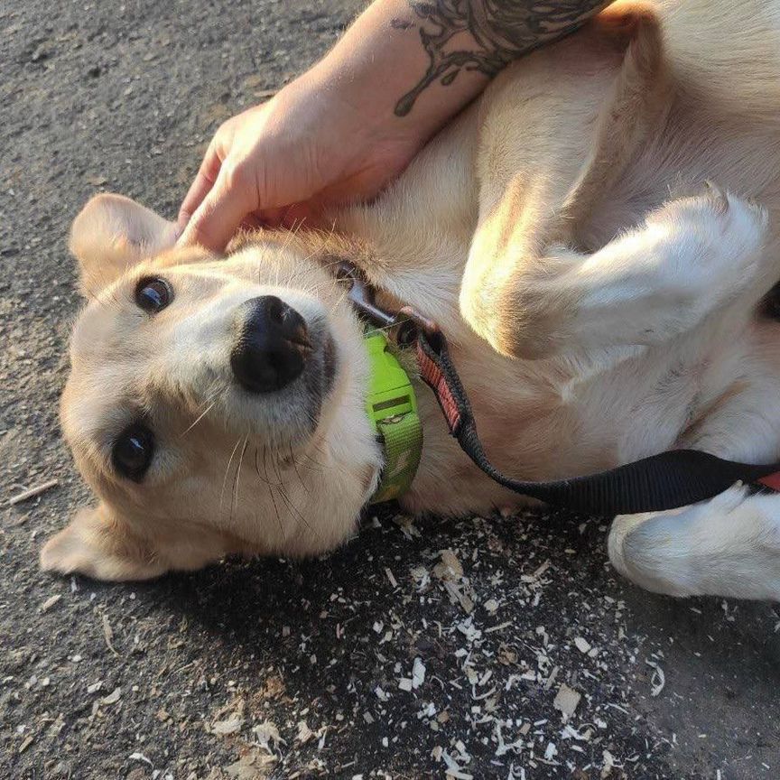 Собака в добрые руки