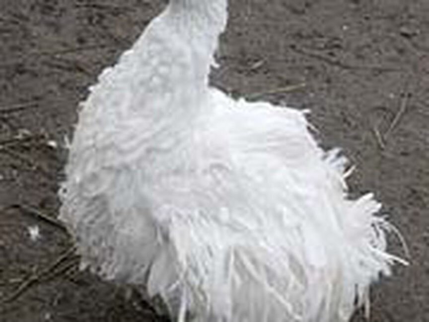 Гуси породные на племя