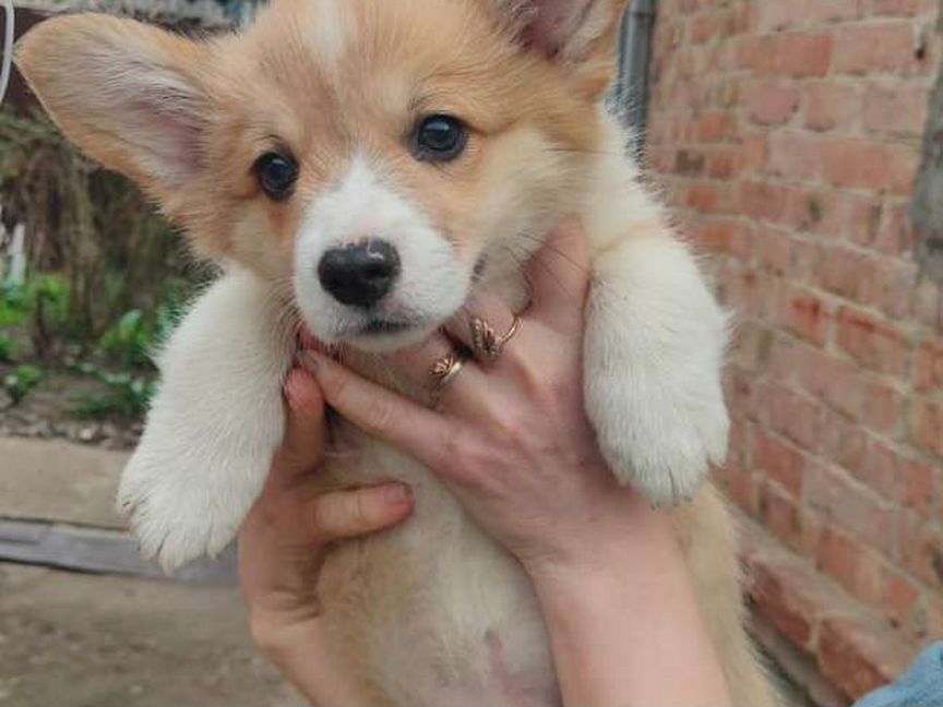 Щенки коржата
