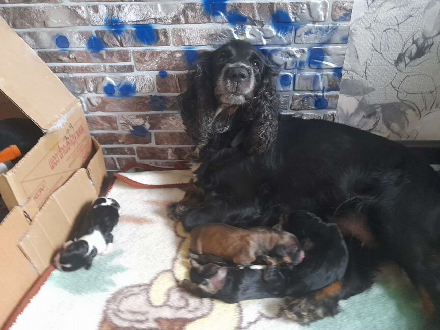 Кокер спаниель связка