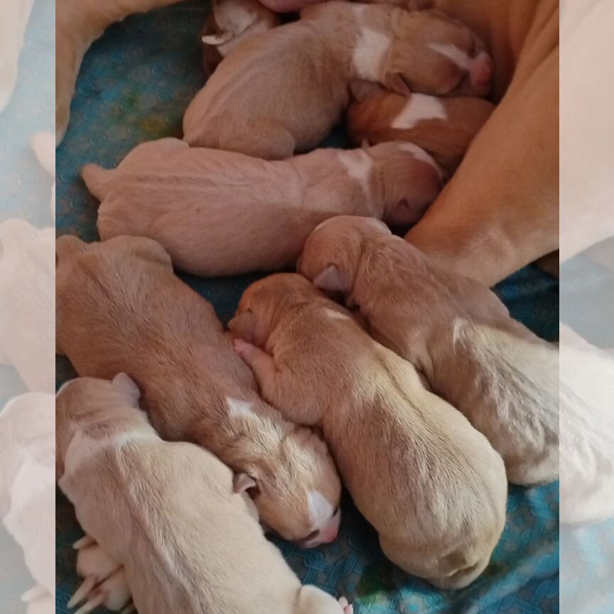 Американский стаффордширский терьер, щенок