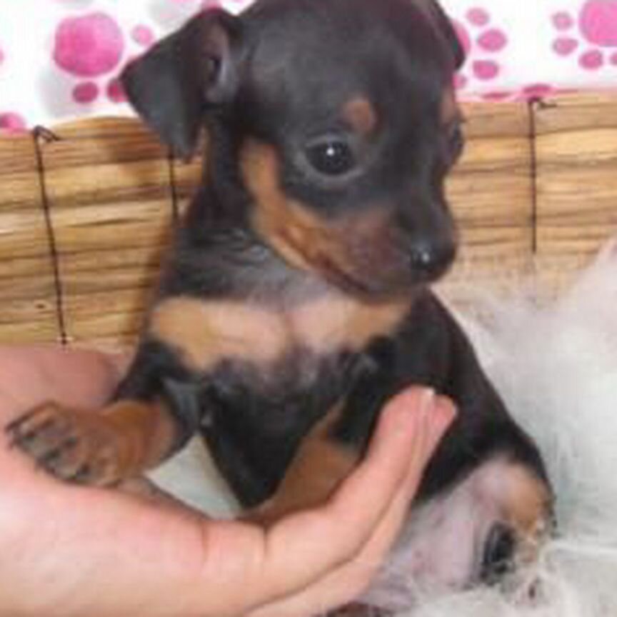 Русский той-терьер, щенок