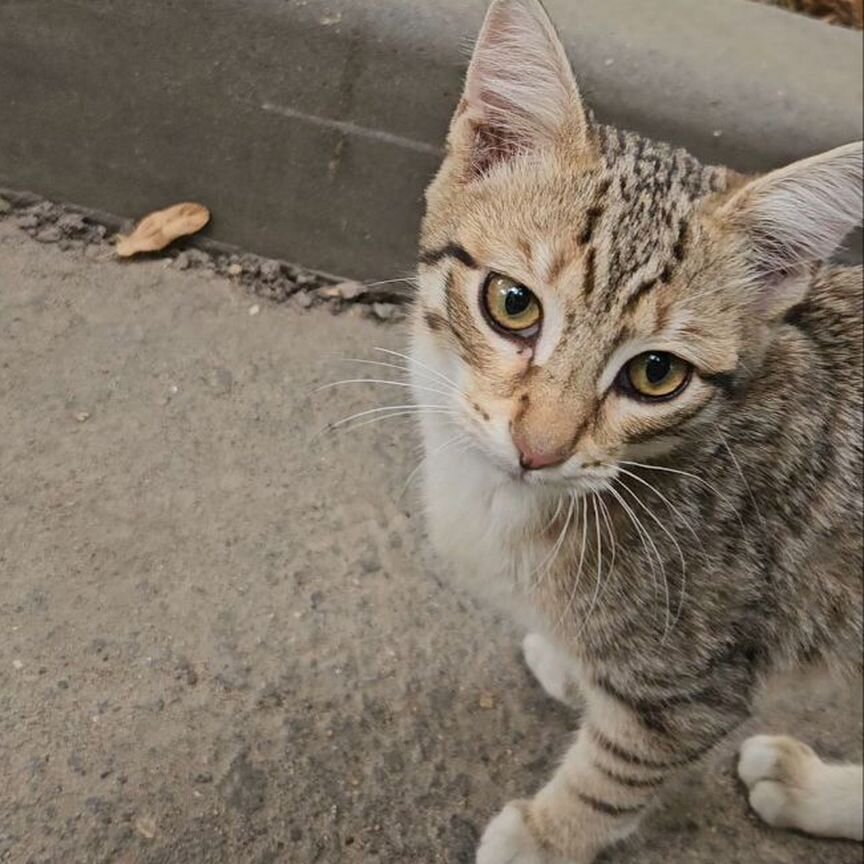 Котёнок ищет дом