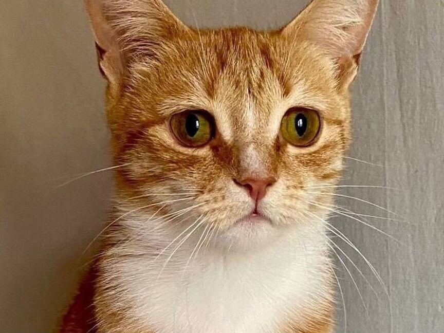 Рыжая ласковая кошечка ищет дом