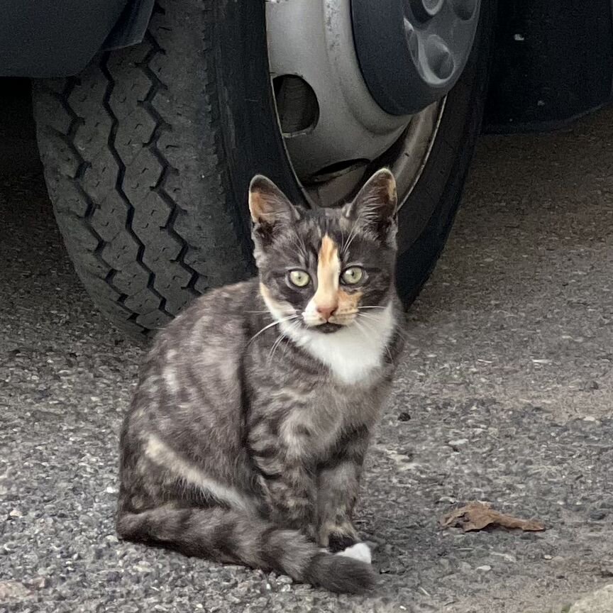 Котята редкого окраса трехцветная девочка