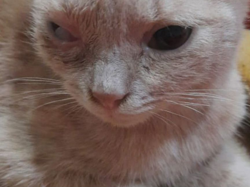 Котику нужно лечение