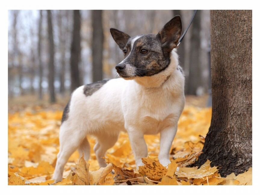 Шебутная Ракета