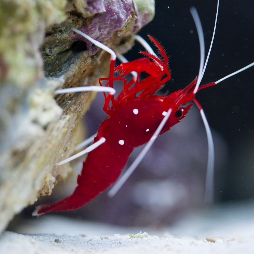 Креветка-доктор кардинал