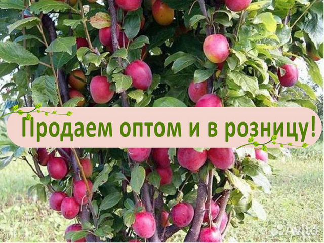 Слива колонновидная Империал купить в Санкт-Петербурге | Товары для ...