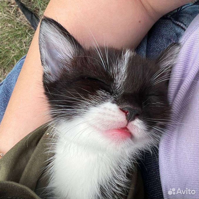 Котëнок в добрые руки