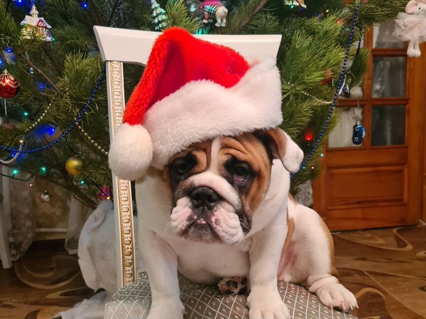 Английский бульдог с документами