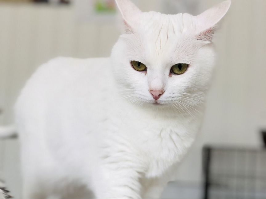 Пристраивается кошка из Котокафе в Океане
