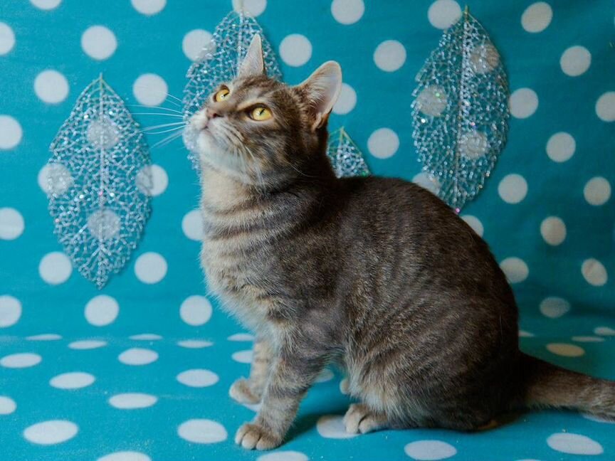 Котенок 9 месяцев