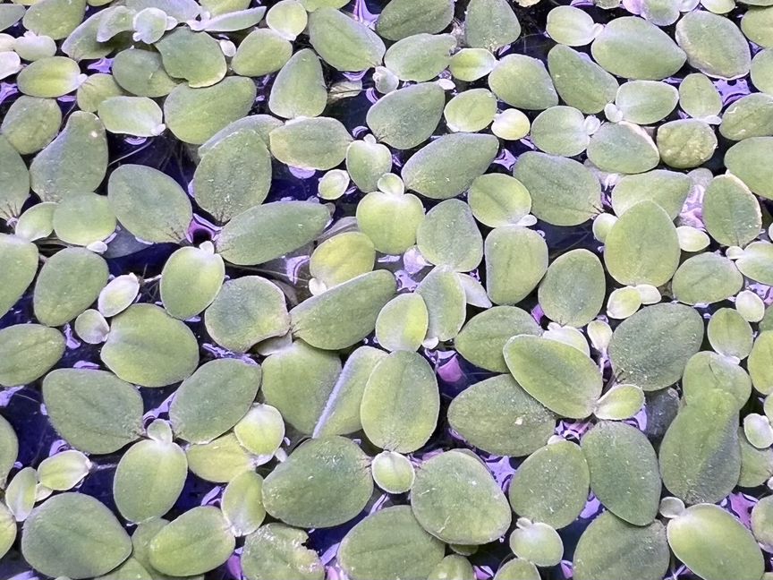 Пистия (водяной салат)