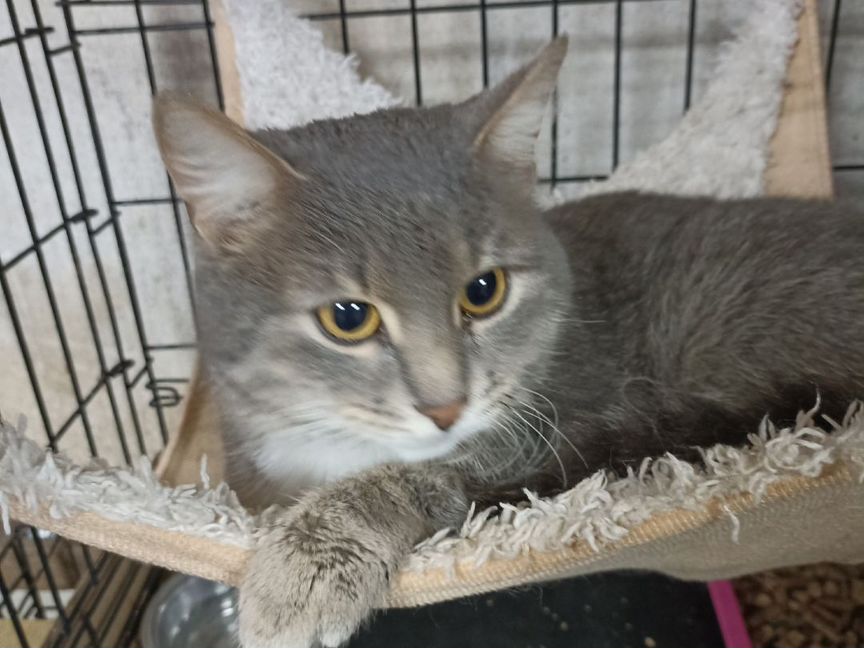 Котик Гарик