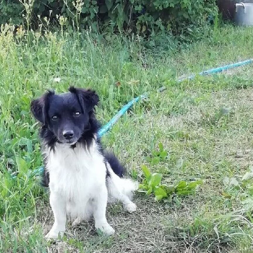 Взрослый пёс в добрые руки