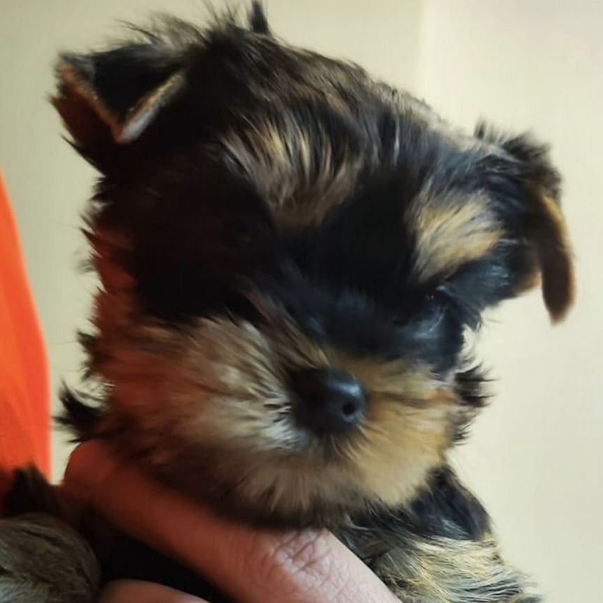 Йоркширский терьер, щенок