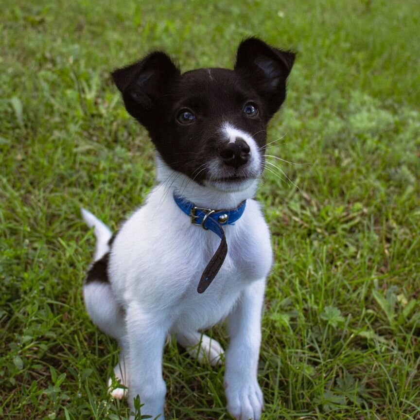 Малыш Лаки ищет свою семью