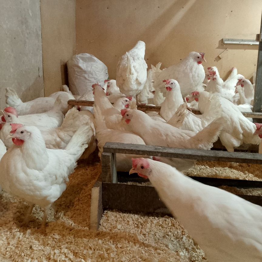 Куры молодки несушки