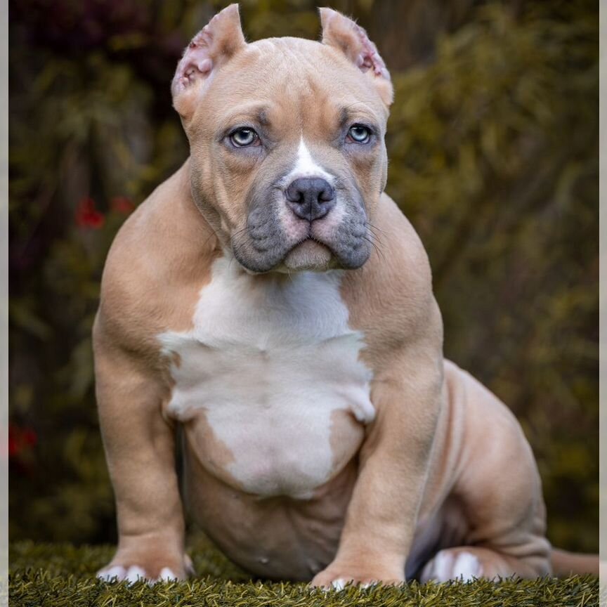 Американский булли, щенок