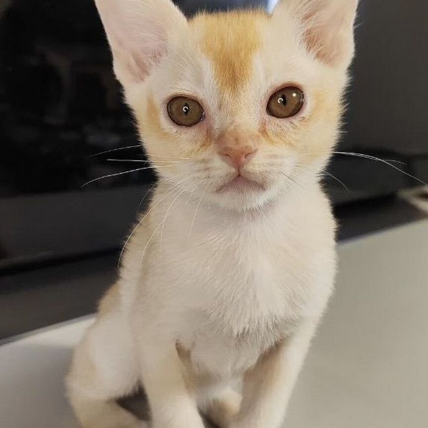 Европейский бурманский котёнок