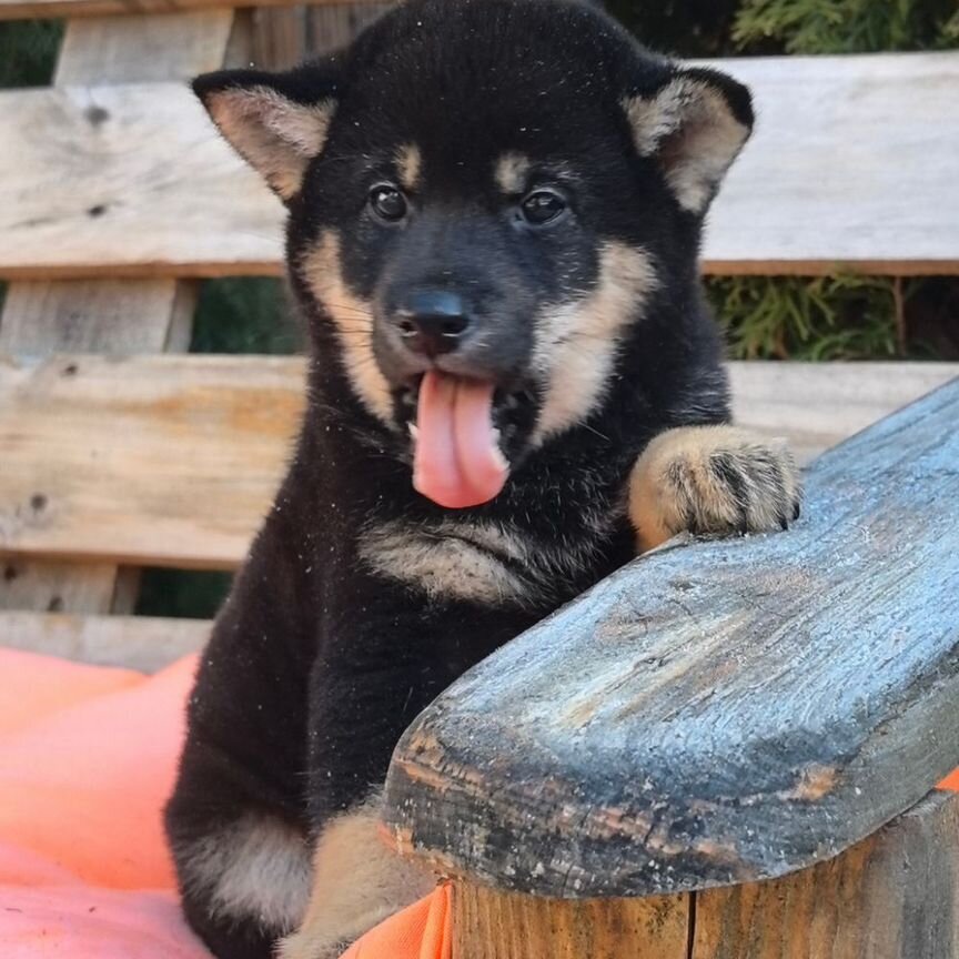 Мальчик Сиба Шиба