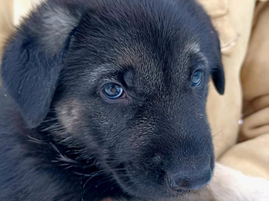 Восточноевропейская овчарка щенки