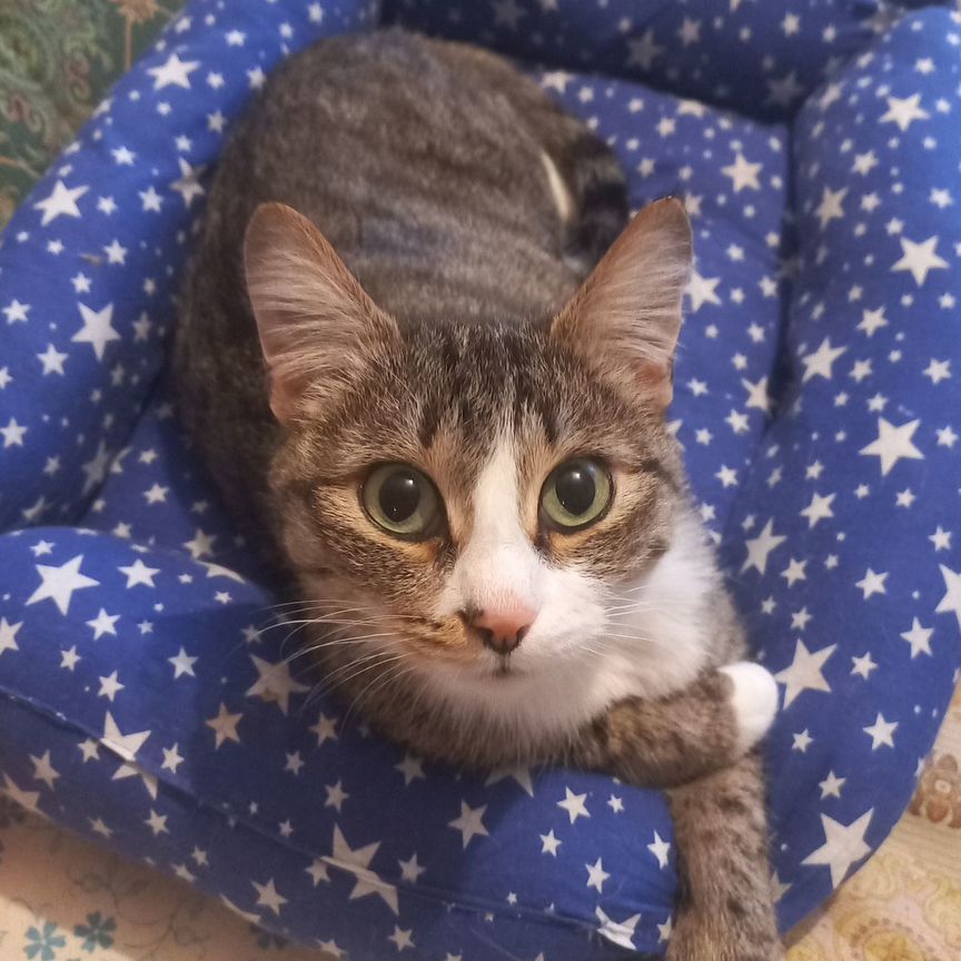 Кошечка стерилизованная