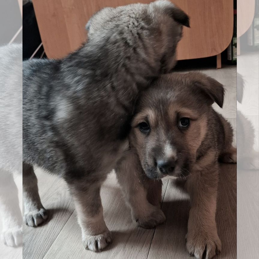 Немецкая овчарка, щенок