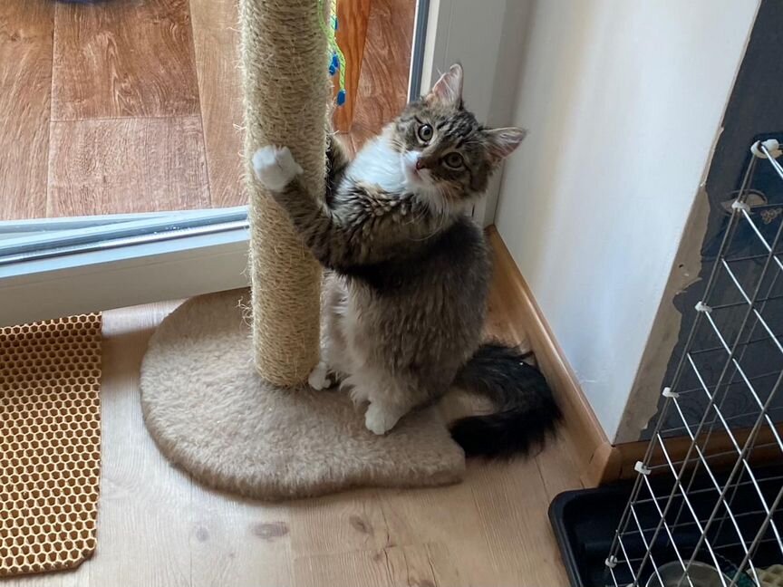 Кисонька подросток в заботливые руки