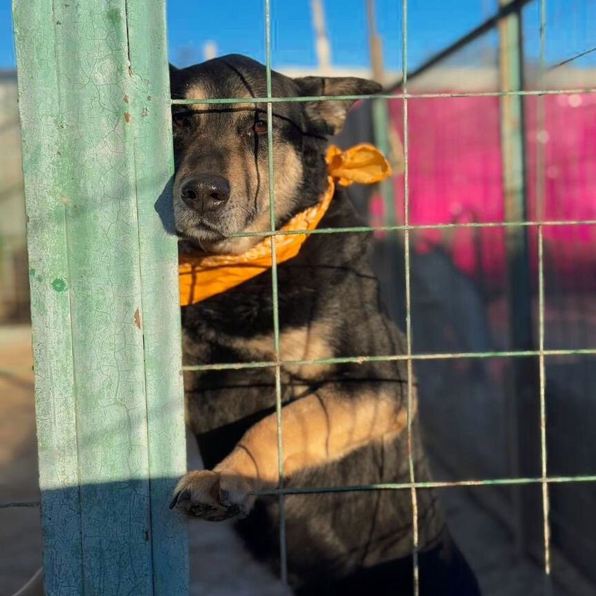 Собака в приюте