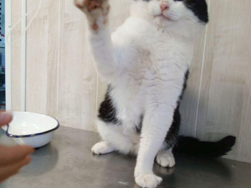 Я очень хочу домой. Котик ласковый