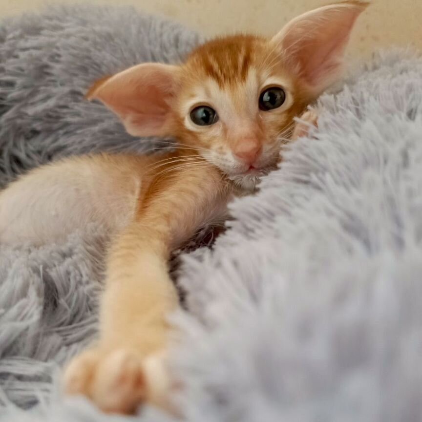 Ориентальный котёнок