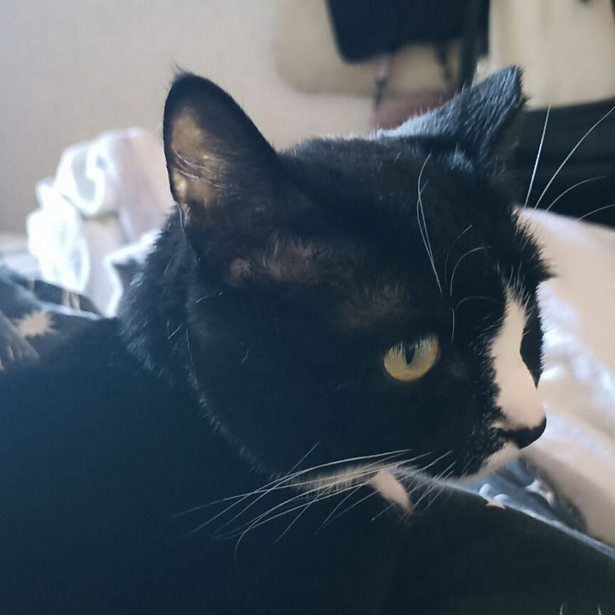 Взрослая, кошка в добрые руки