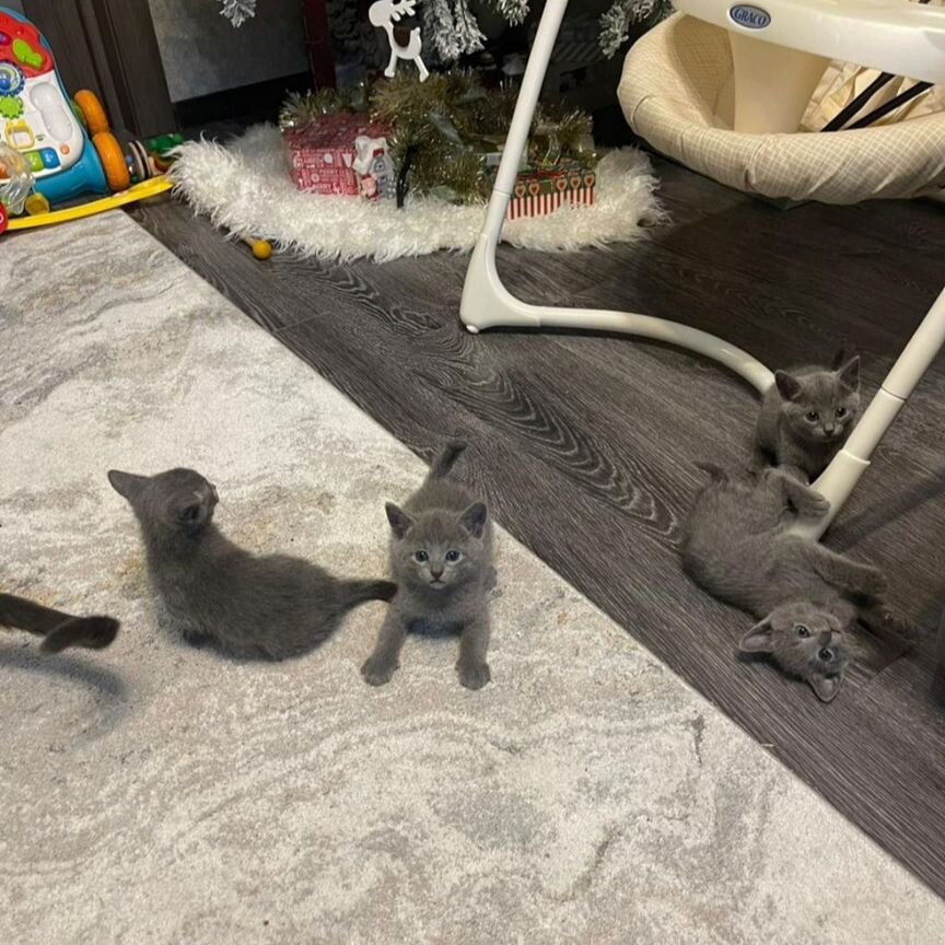 Русская голубая котятки