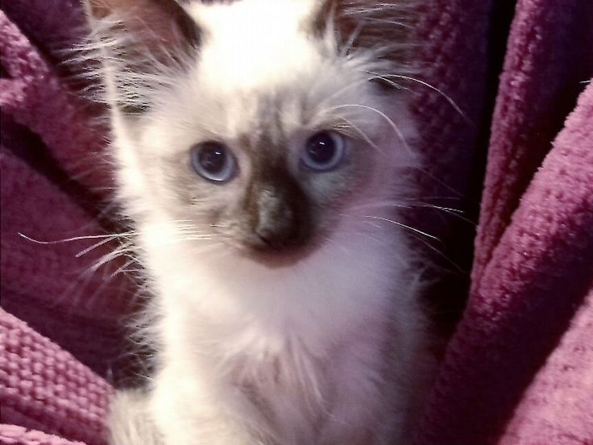 Котята тайской кошки