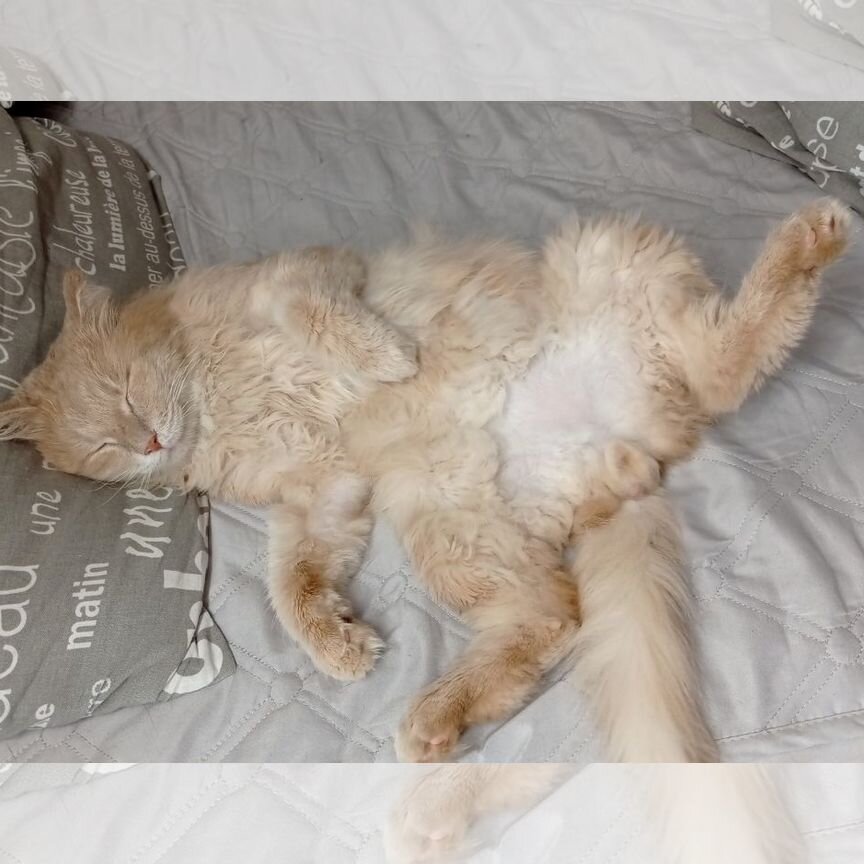 Взрослый кот в добрые руки